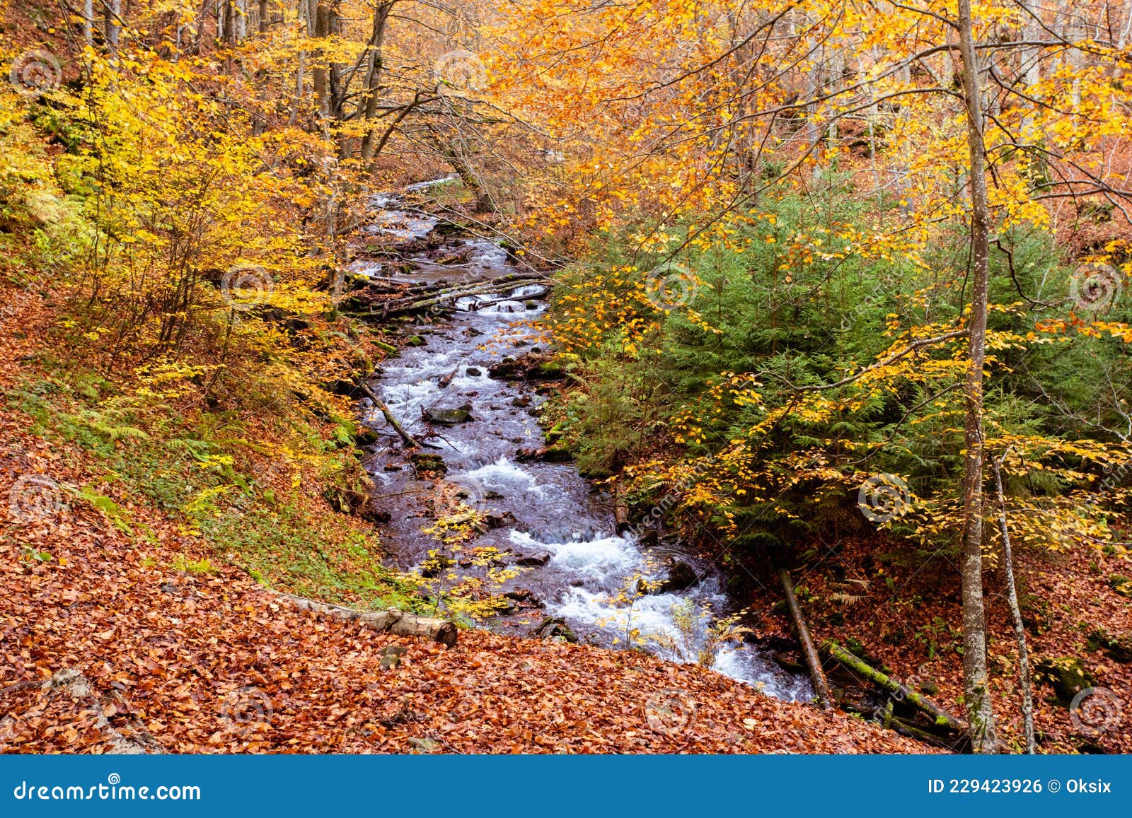 The Small Mountain Stream in the Autumn Forest Stock Photo - Image of ...