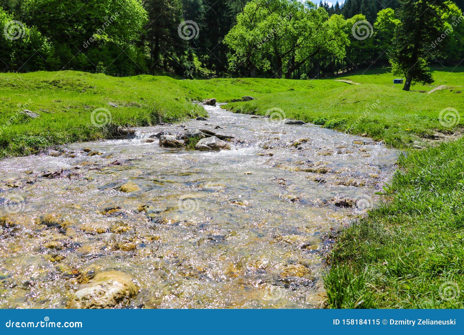 A Small Mountain Stream with Cold Water Flows Surrounded by Large Green ...
