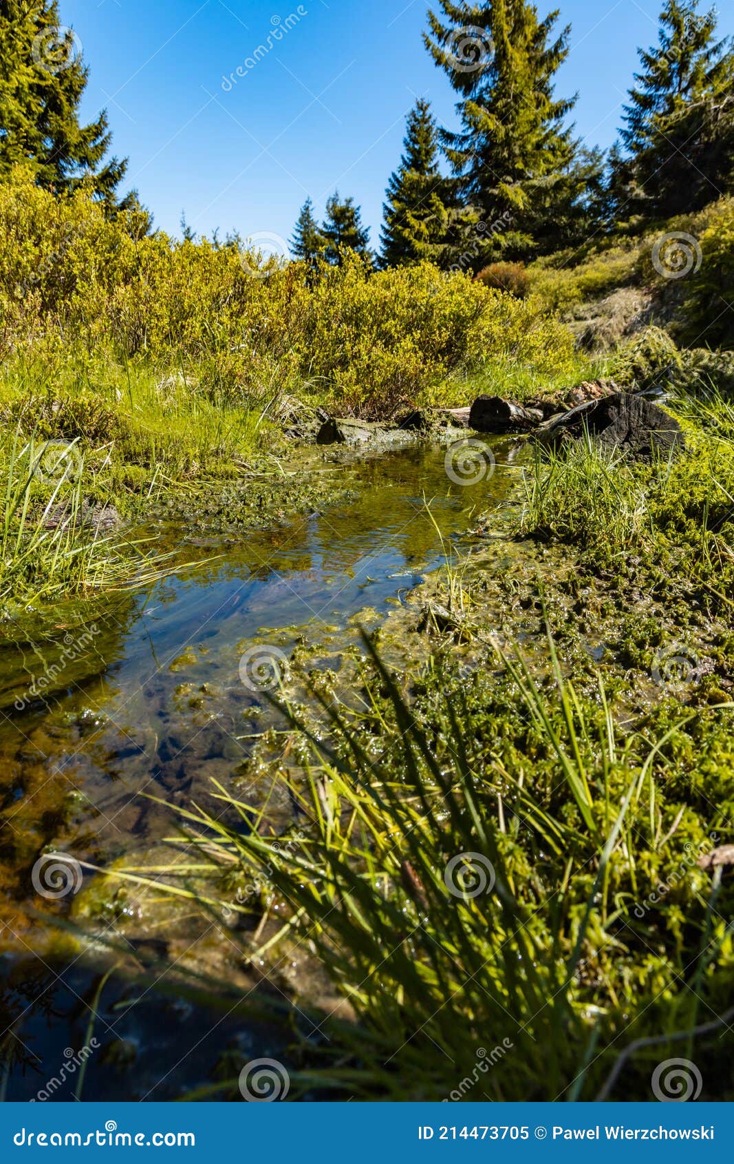 Small Mountain Stream in Jizera Mountains Stock Image - Image of ...