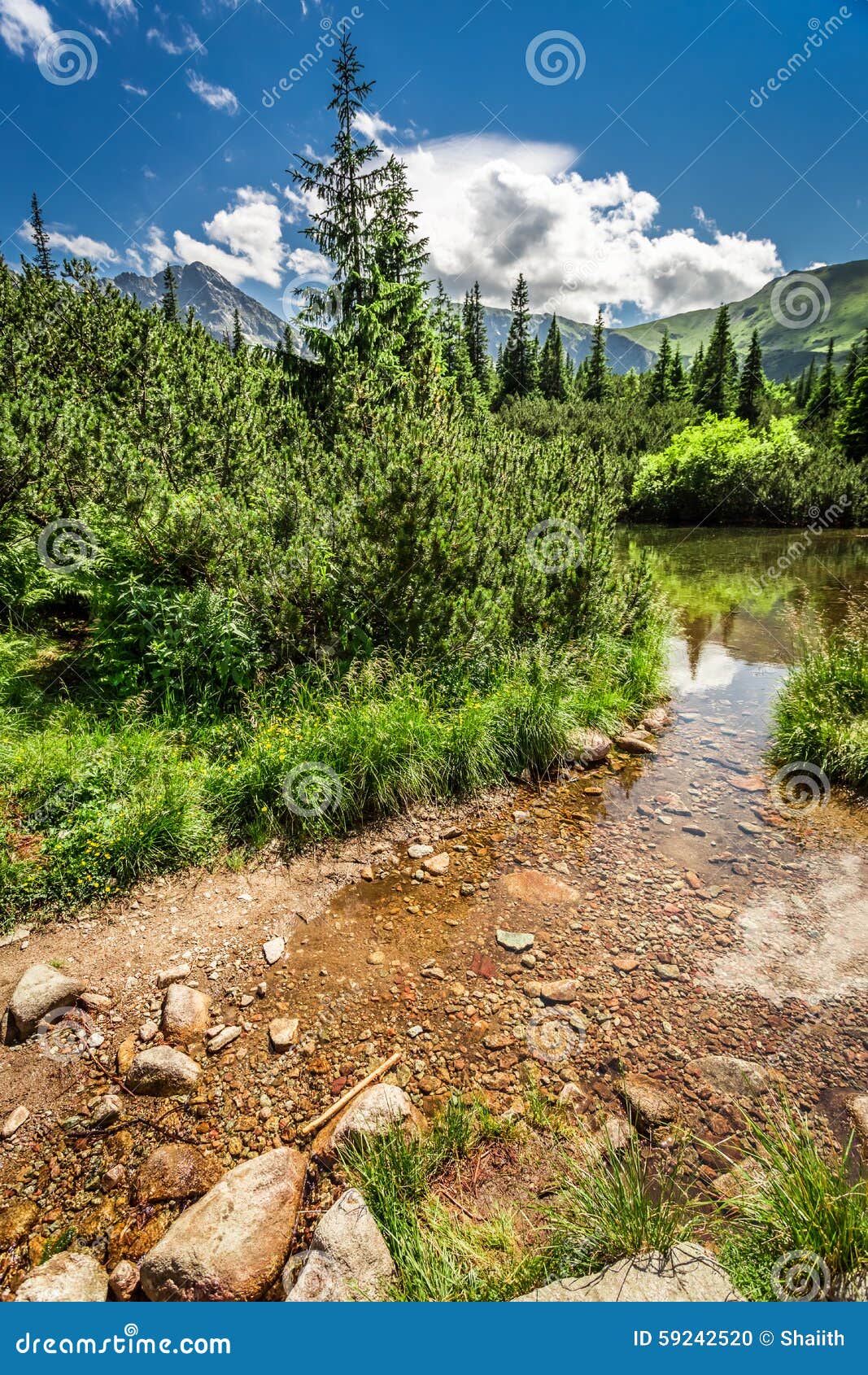Small Mountain Stream in Tatra Mountains Stock Photo - Image of tatra ...