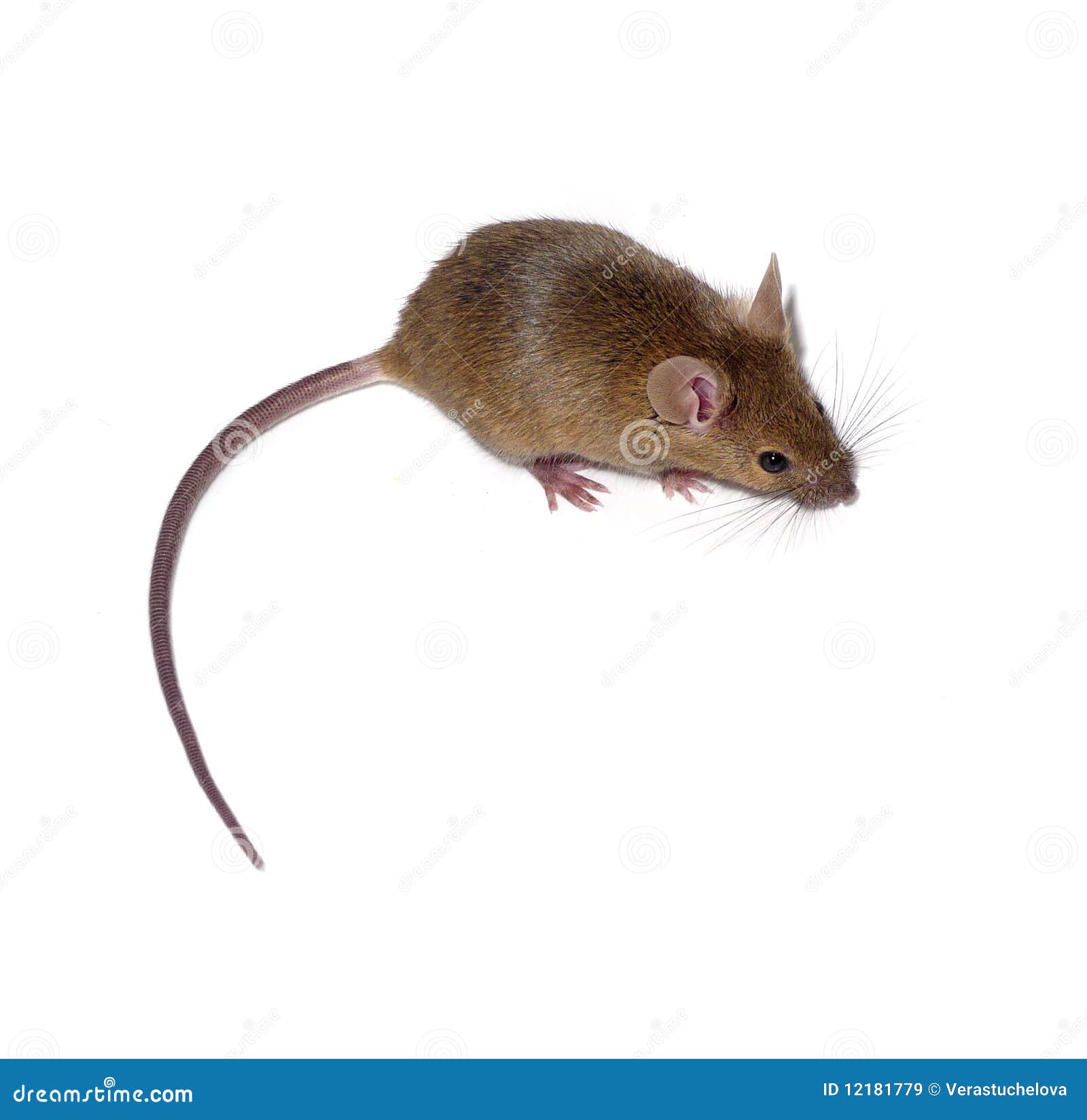 Small mouse stock image. Image of ugly, macro, pest, face - 12181779