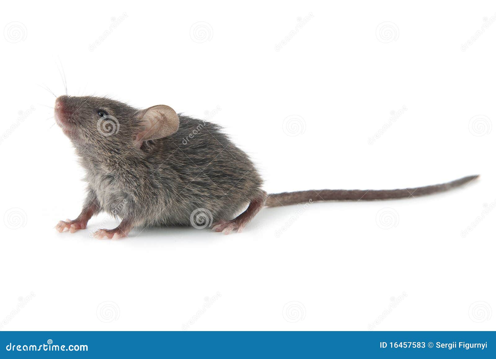 Small Mouse Stock Photos - Image: 16457583