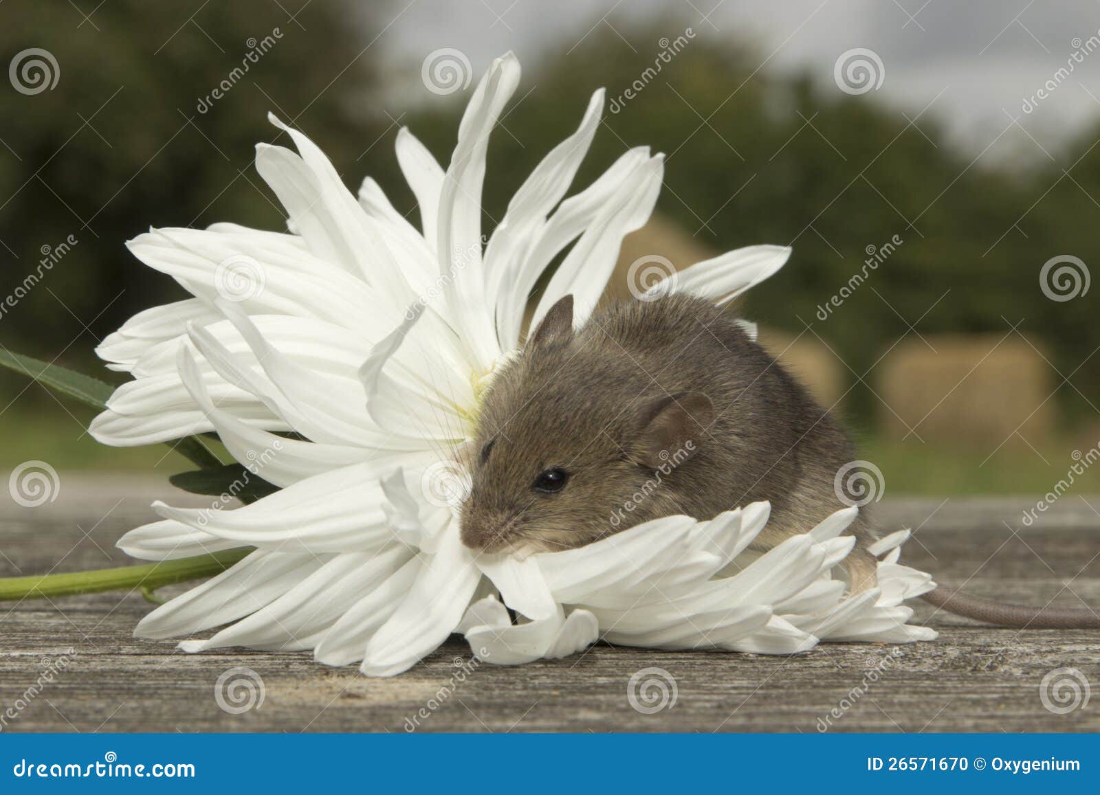 Small Mouse with the Flower Stock Photo - Image of stands, tail: 26571670