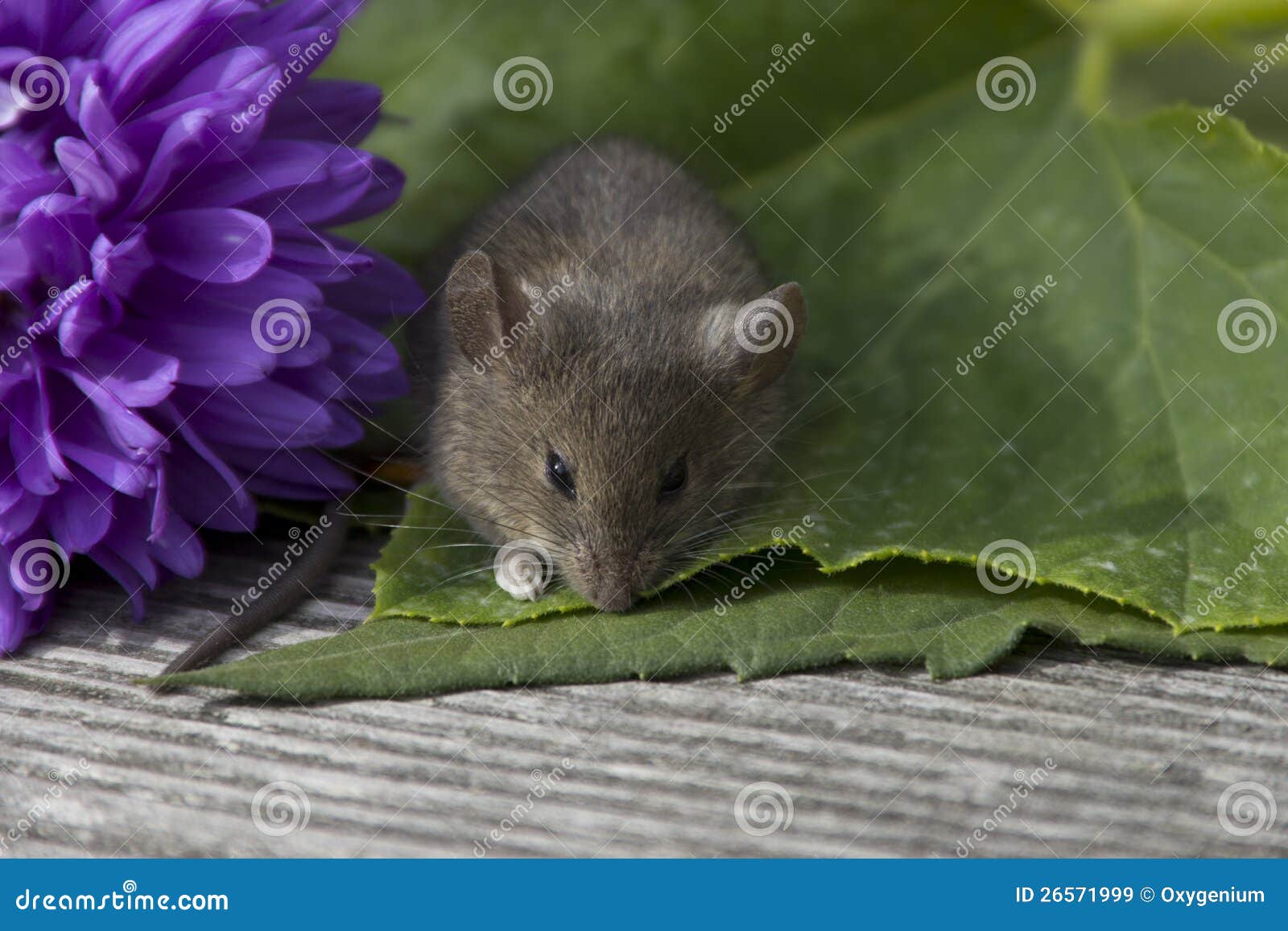 Small Mouse with the Flower Stock Image - Image of vole, flower: 26571999