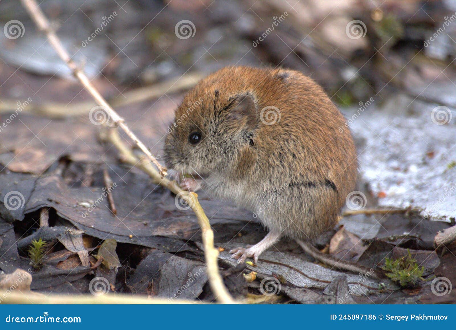 A small mouse stock photo. Image of squirrel, mammal - 245097186