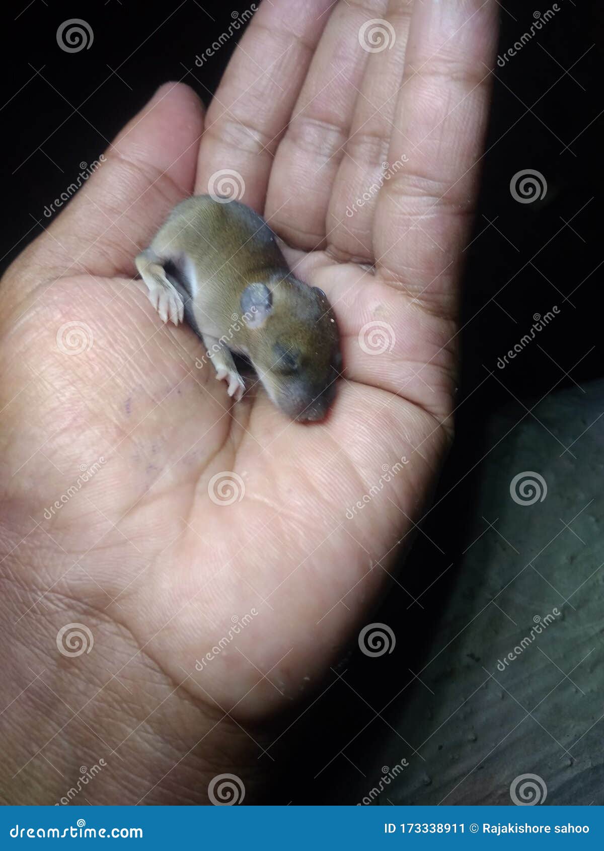 Smallest Mouse In The World