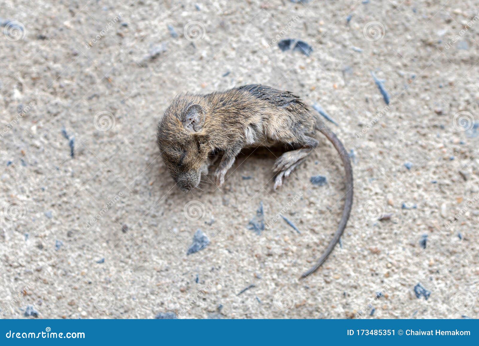 A Small Mouse Laying on a Concrete Floor Stock Image - Image of ...