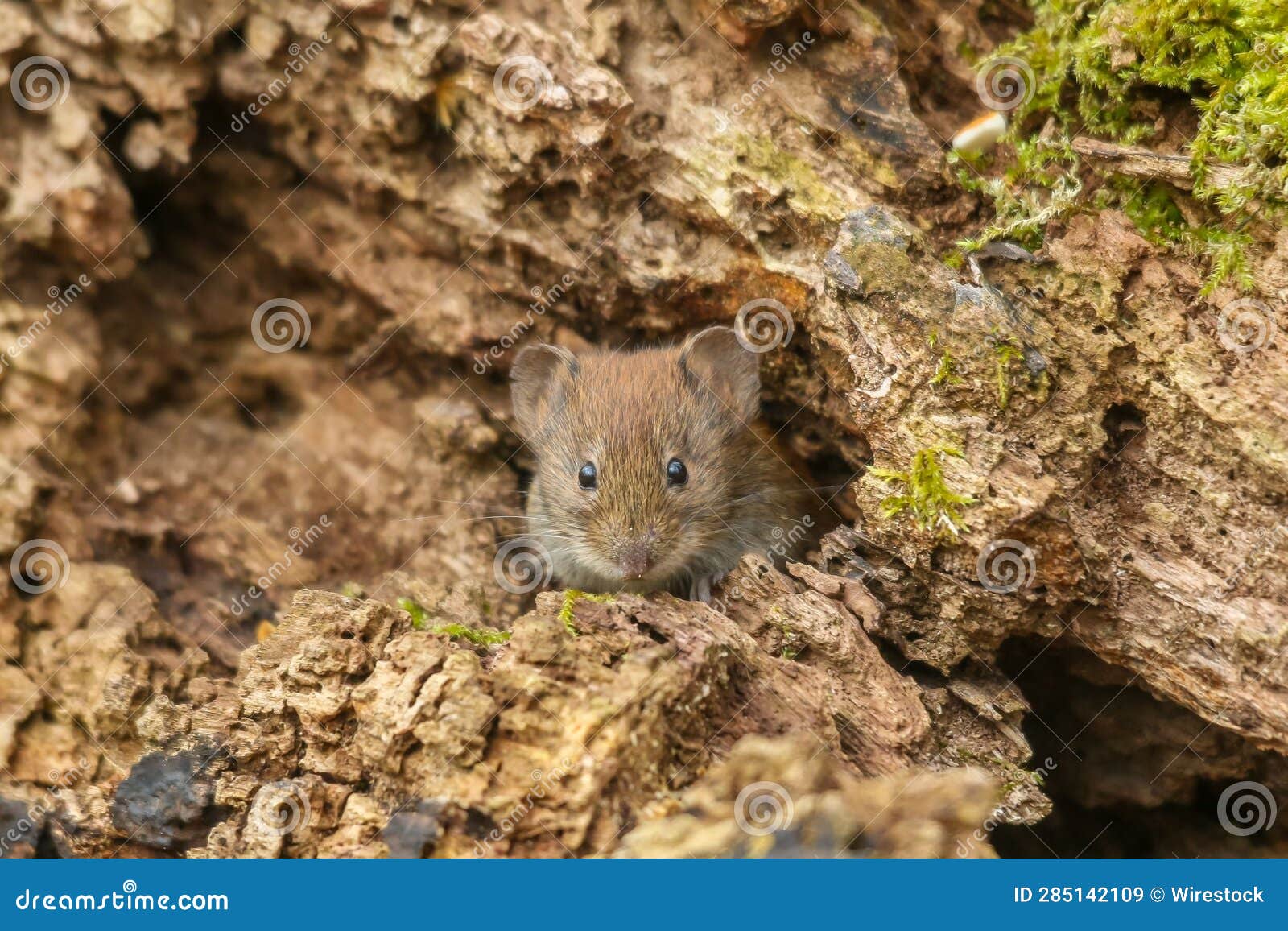 A Small Mouse Peaking Out from the Bark of a Tree Stock Image - Image ...