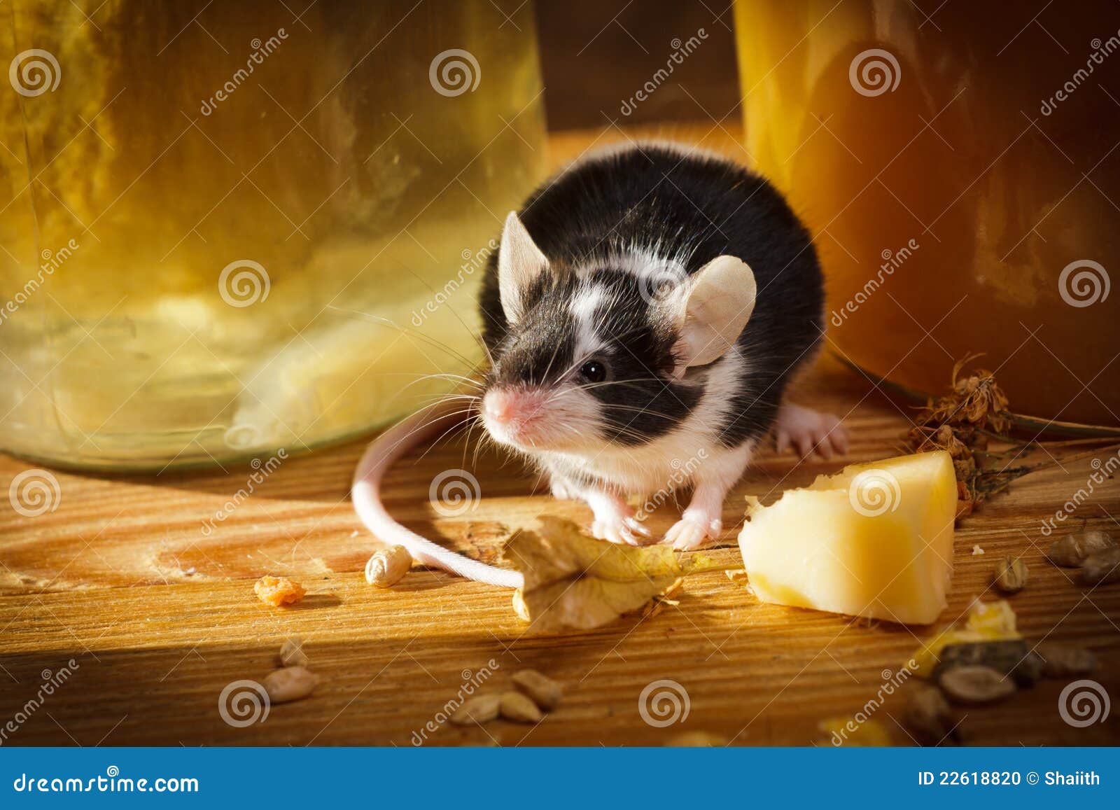 Small Mouse Smell Something in Basement Stock Photo - Image of domestic ...