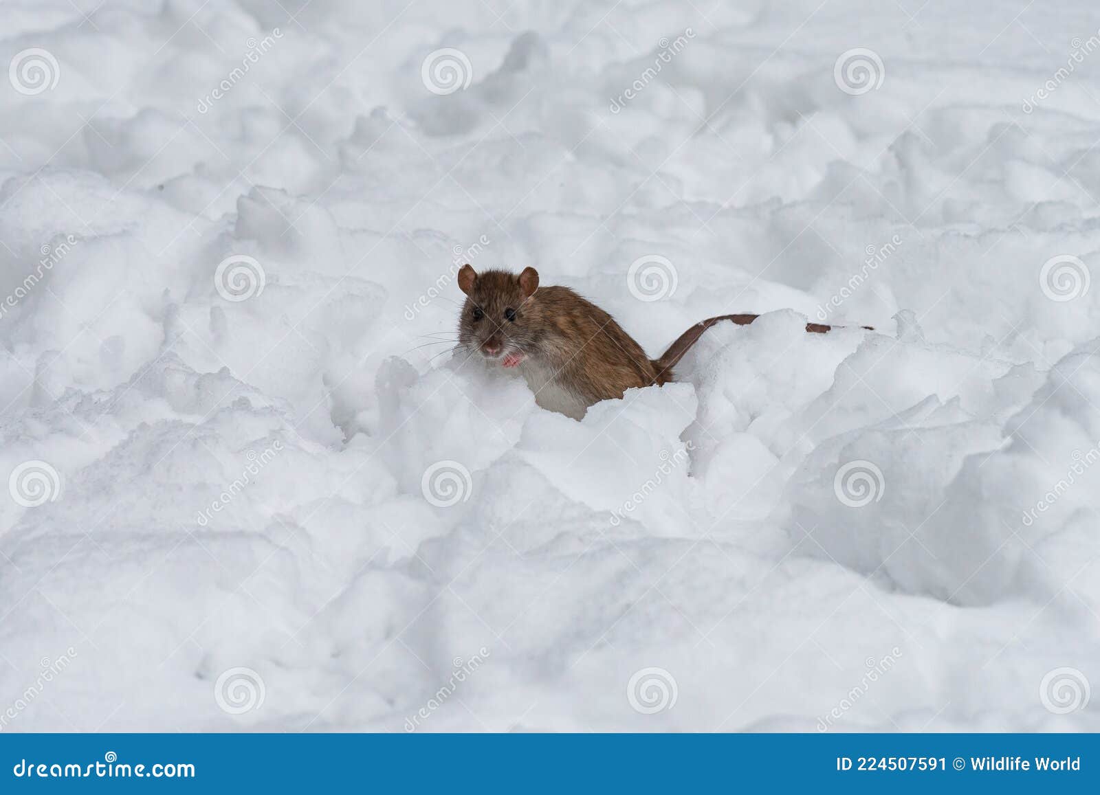 A Small Mouse on the Snow during a Very Cold Weather Stock Image ...