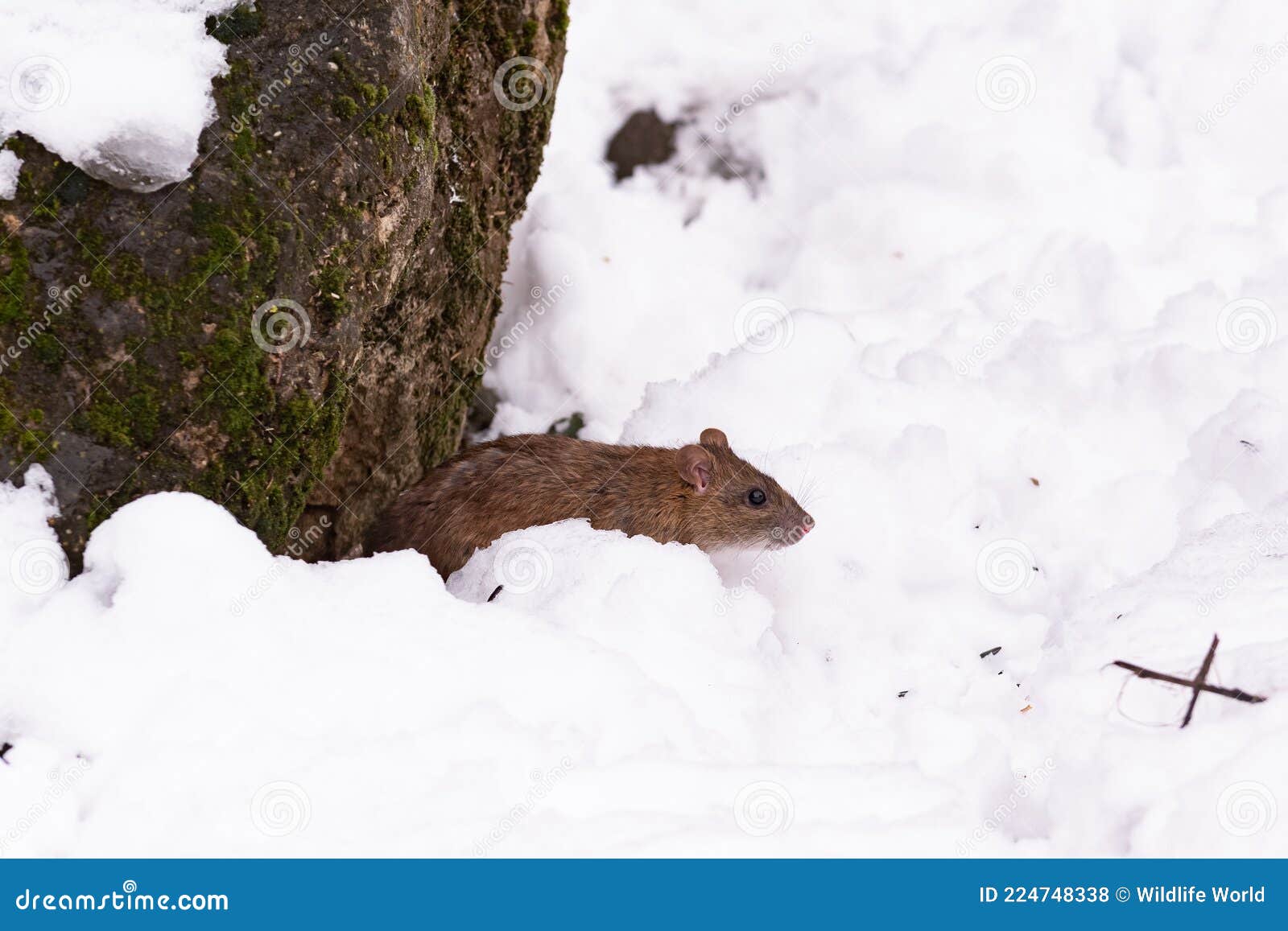 A Small Mouse on the Snow during a Very Cold Weather Stock Photo ...