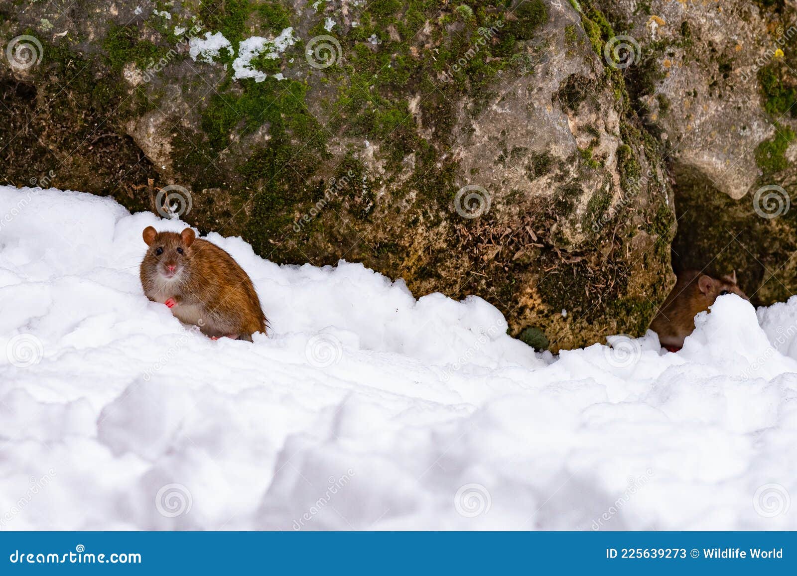 A Small Mouse on the Snow during a Very Cold Weather Stock Image ...