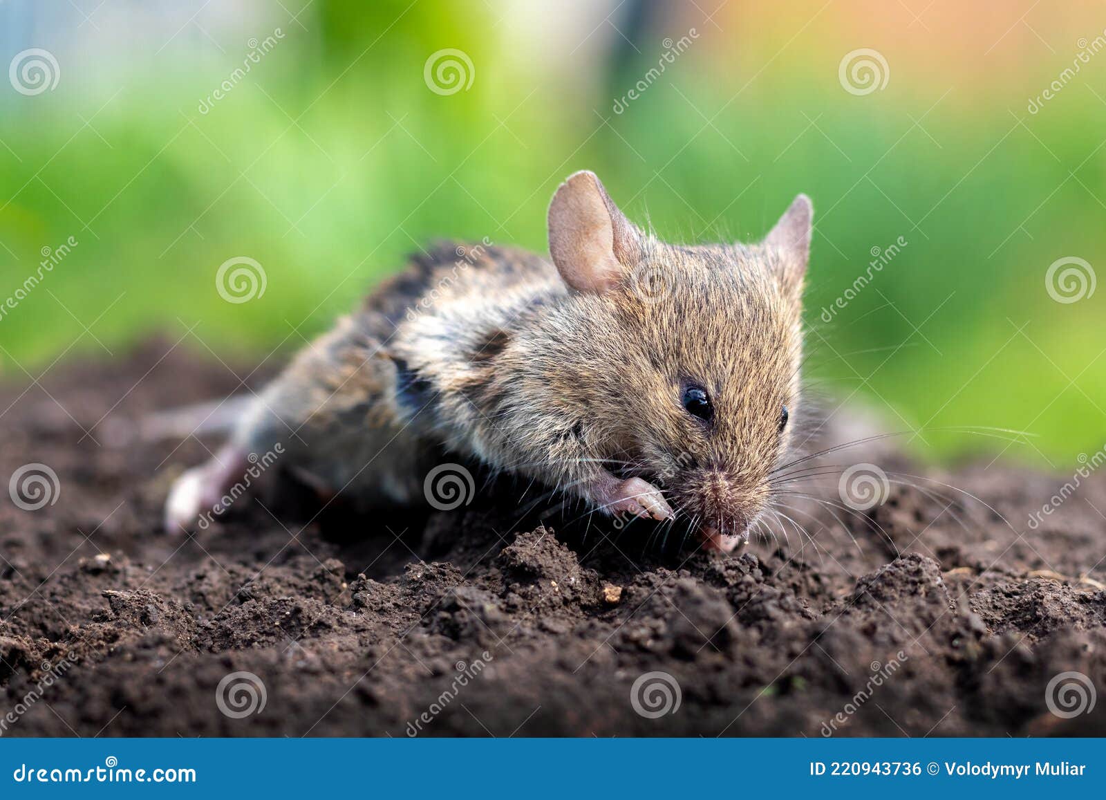 A Small Mouse on the Soil Surface in Sunny Weather Stock Photo - Image ...