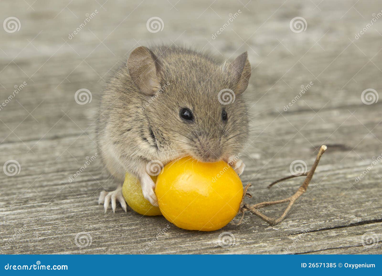 Small Mouse with the Tomato Stock Image - Image of little, tomato: 26571385