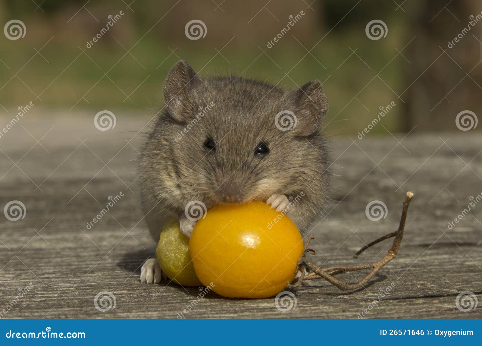 Small Mouse with the Tomato Stock Photo - Image of beady, parasite ...