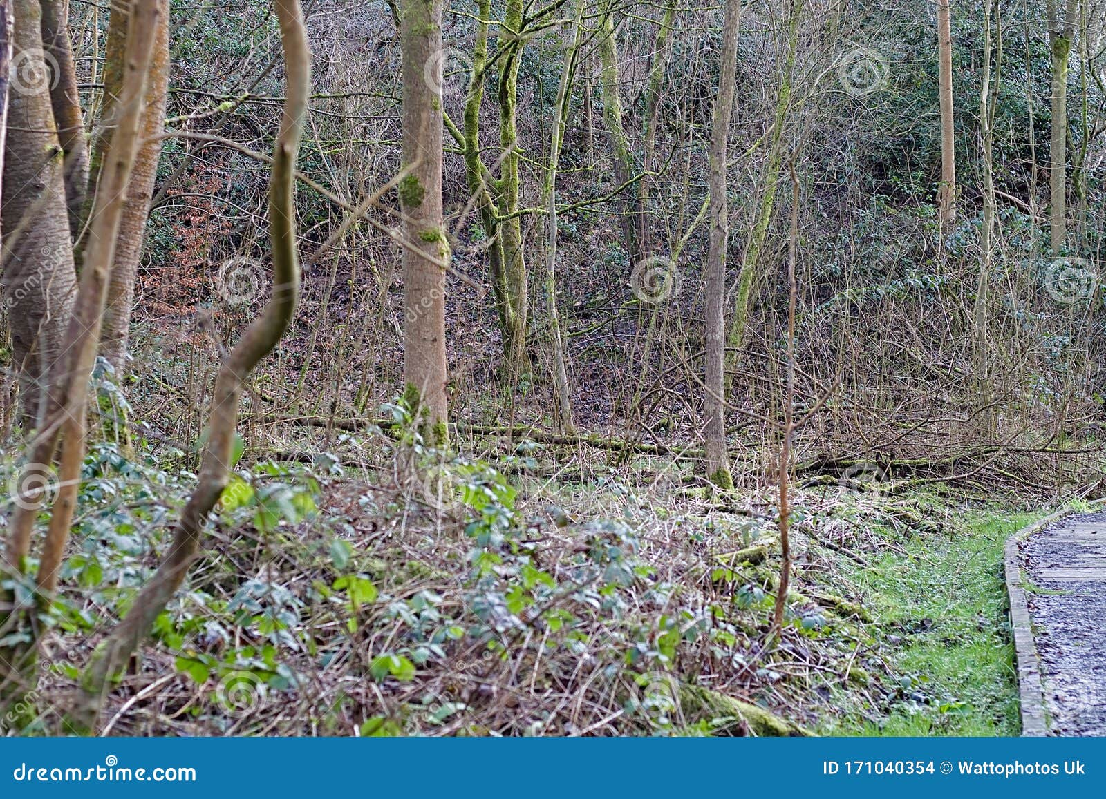 Trees & Side Path Walkway in a Forest in Stock Photo - Image of growing ...