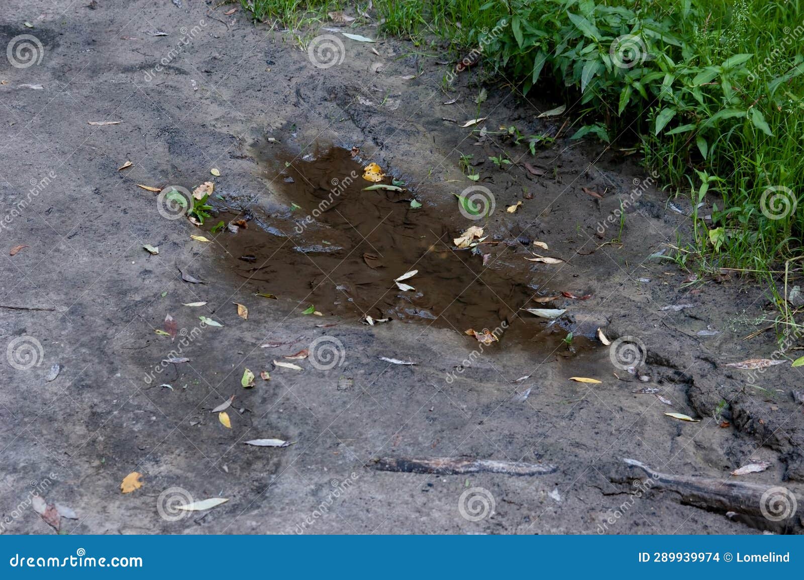Small Mud Puddle Next To the Green Grass Stock Photo - Image of water ...