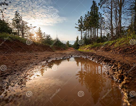 A Small Muddy Puddle on a Rugged Path Reflecting the Trees Stock ...