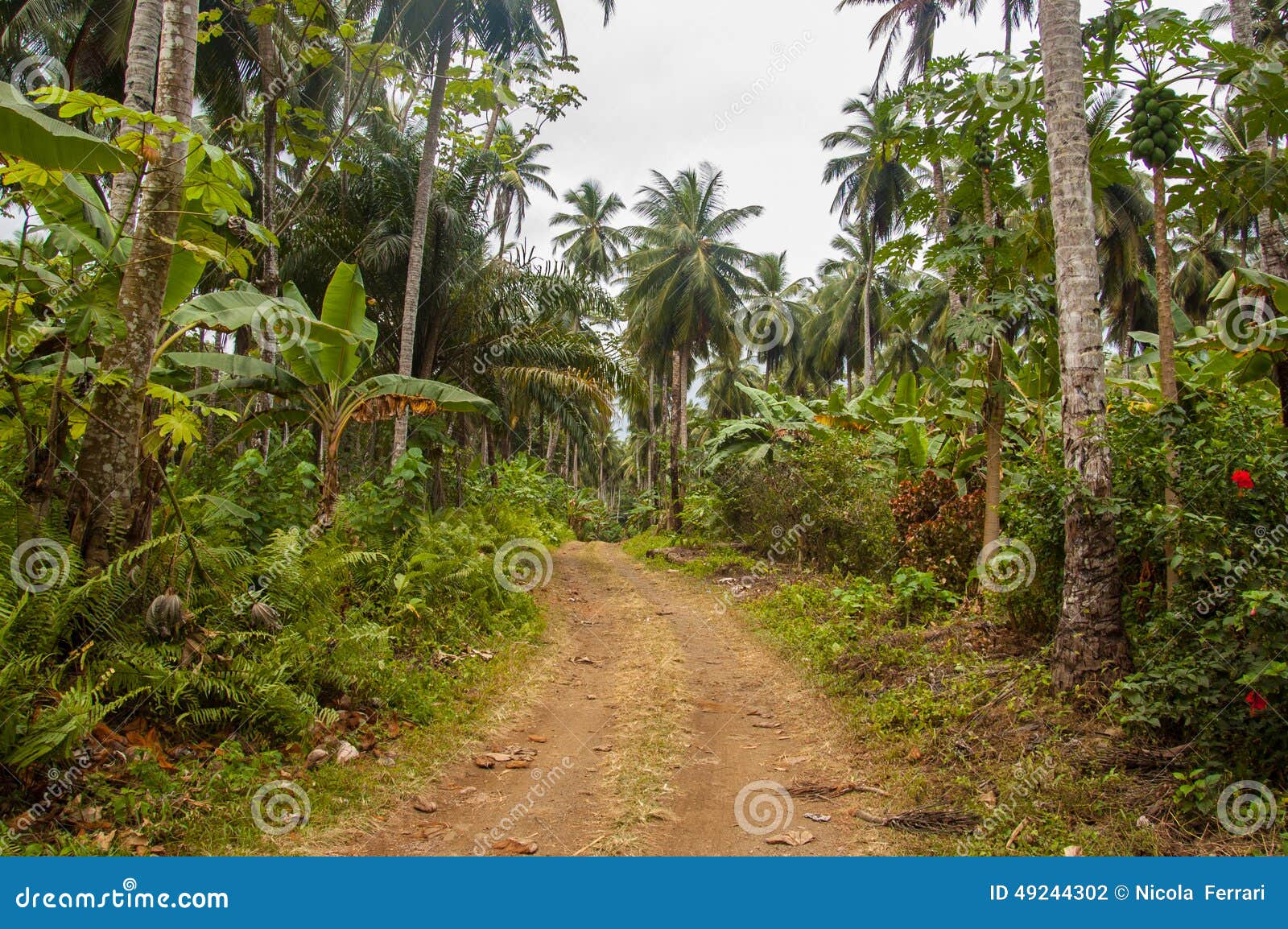 Equatorial Forest Trees Bushes Photos - Free & Royalty-Free Stock ...