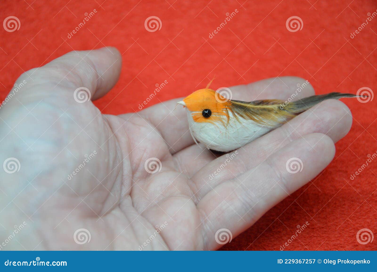 Small Multi-colored Birds on the Palm of a Human Hand Stock Image ...