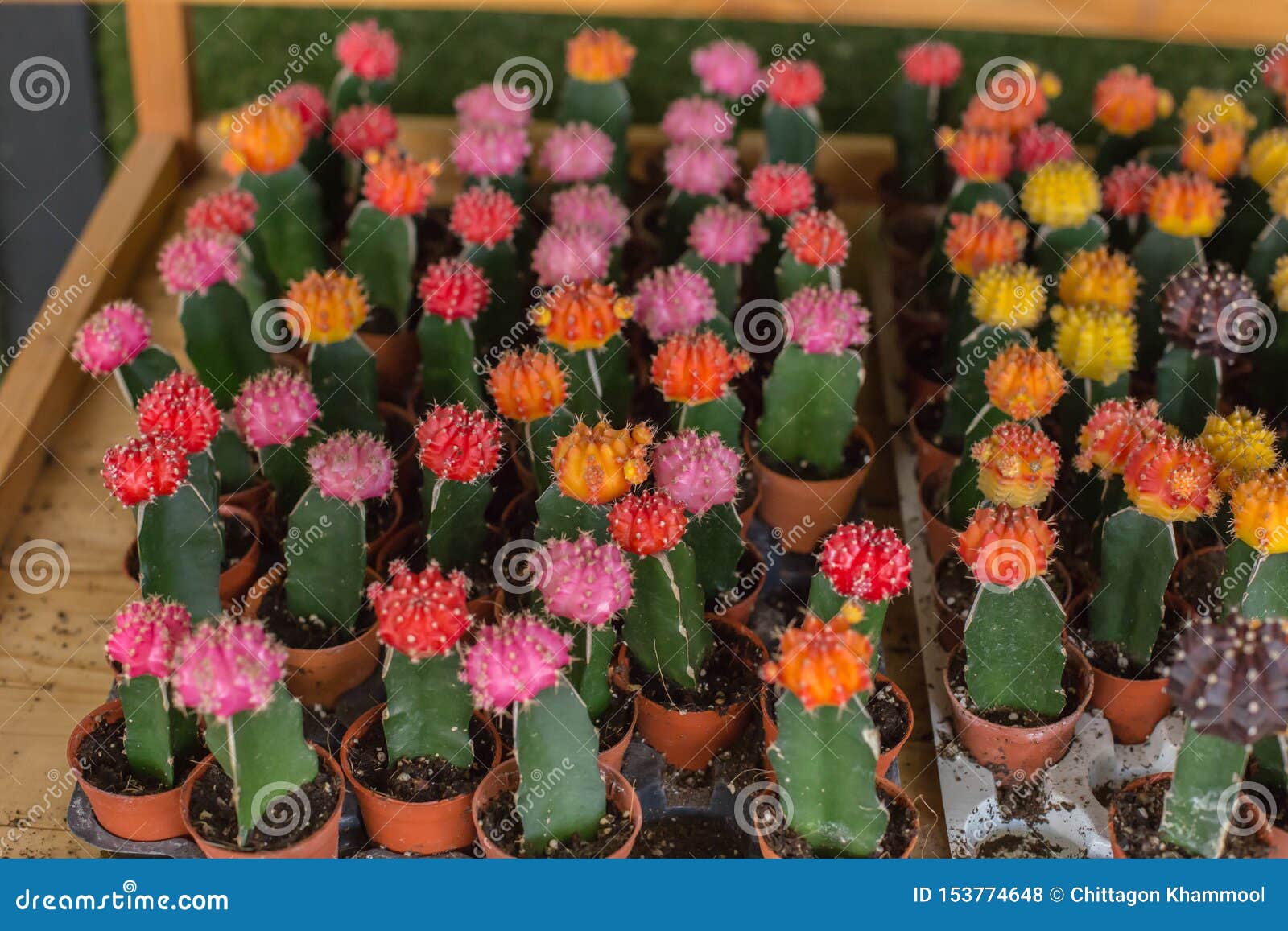 Small Multi-colored Cactus in the Garden Stock Photo - Image of natural ...