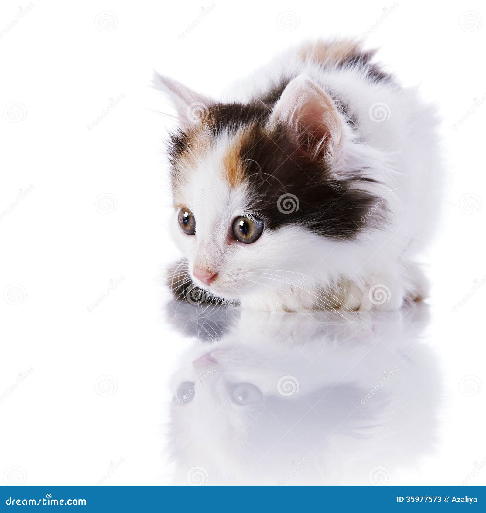 Small Multi-colored cat stock image. Image of cheerful - 35977573