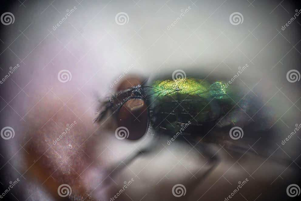 A Small Multi-colored Fly Eats Leftover Food in Macro Stock Image ...