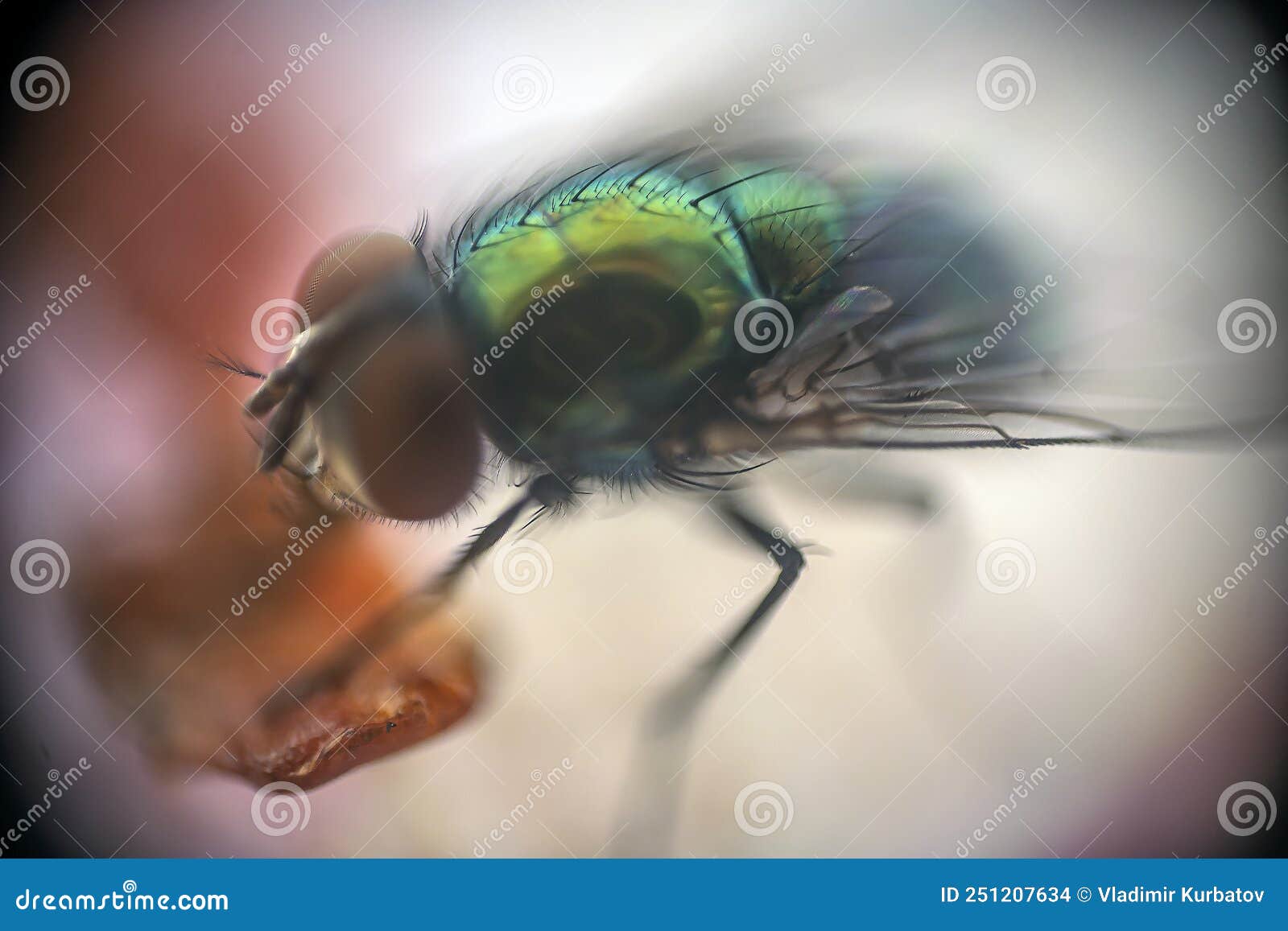 A Small Multi-colored Fly with Hairs on Its Back Eats Leftover Food in ...