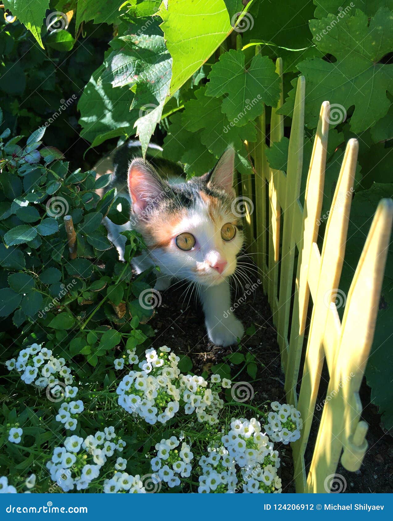 Small Multi Colored Kitten Looking Curiously from the Bushes Stock ...