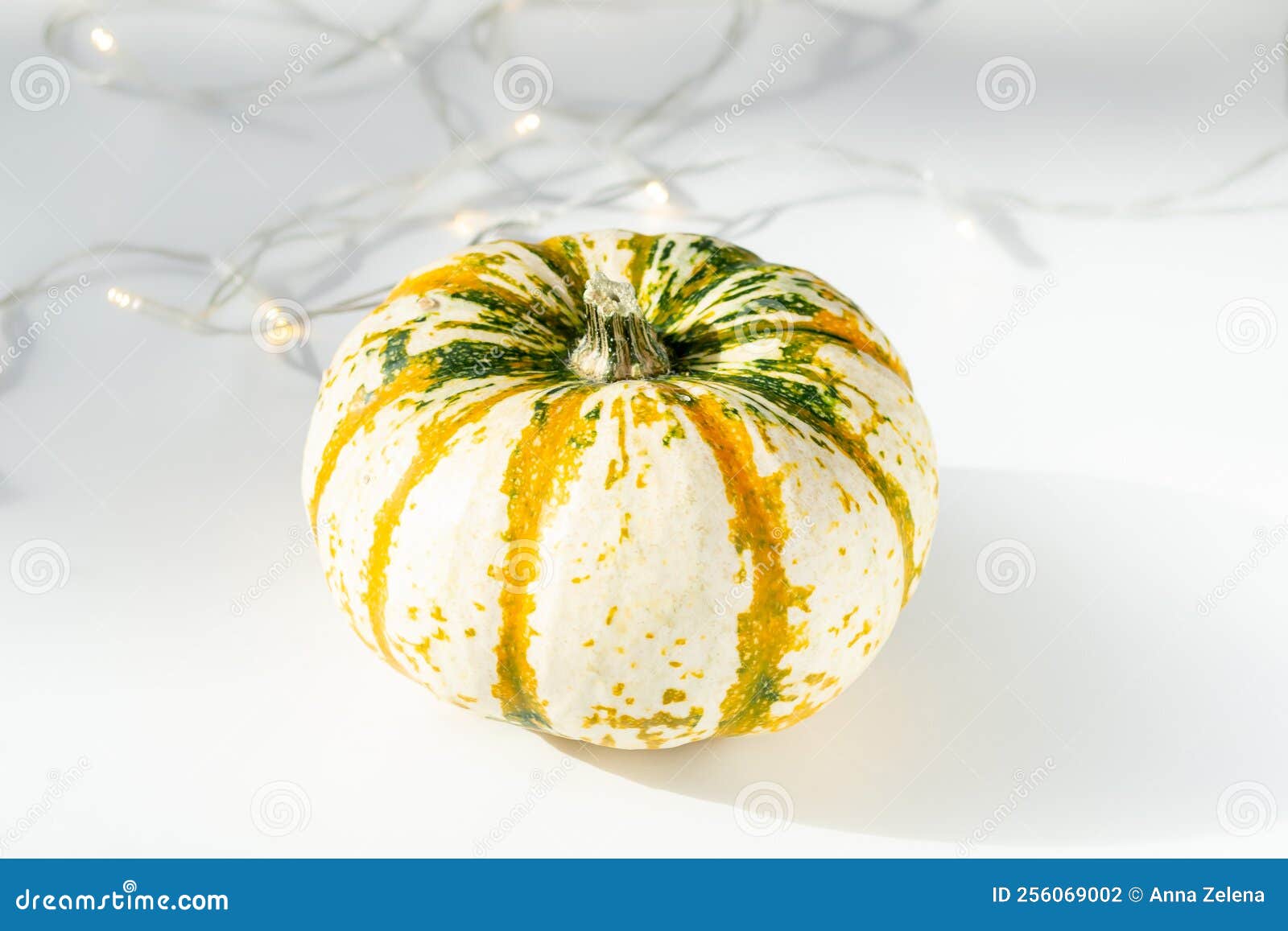 Small Multi-colored Pumpkin on a White Table Stock Photo - Image of ...