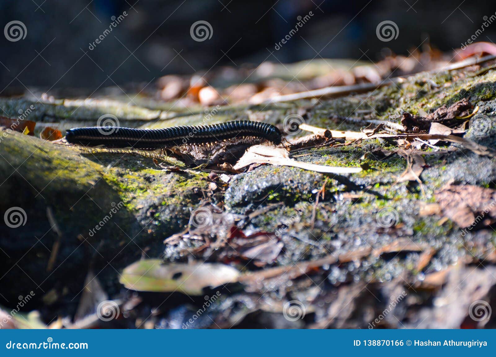 Small Creature on a Forest Rock Stock Photo - Image of multileg, forest ...