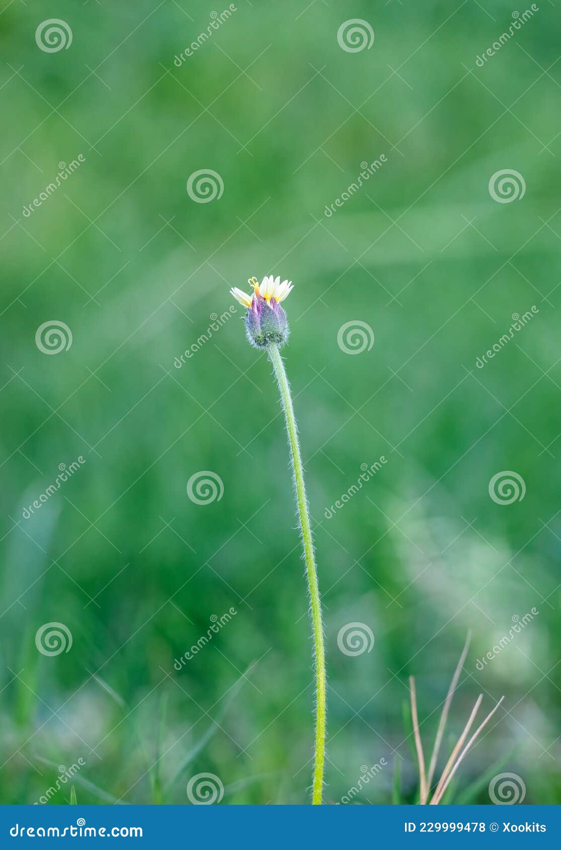 Tiny Wildflower With Negative Space Stock Image | CartoonDealer.com #71298547