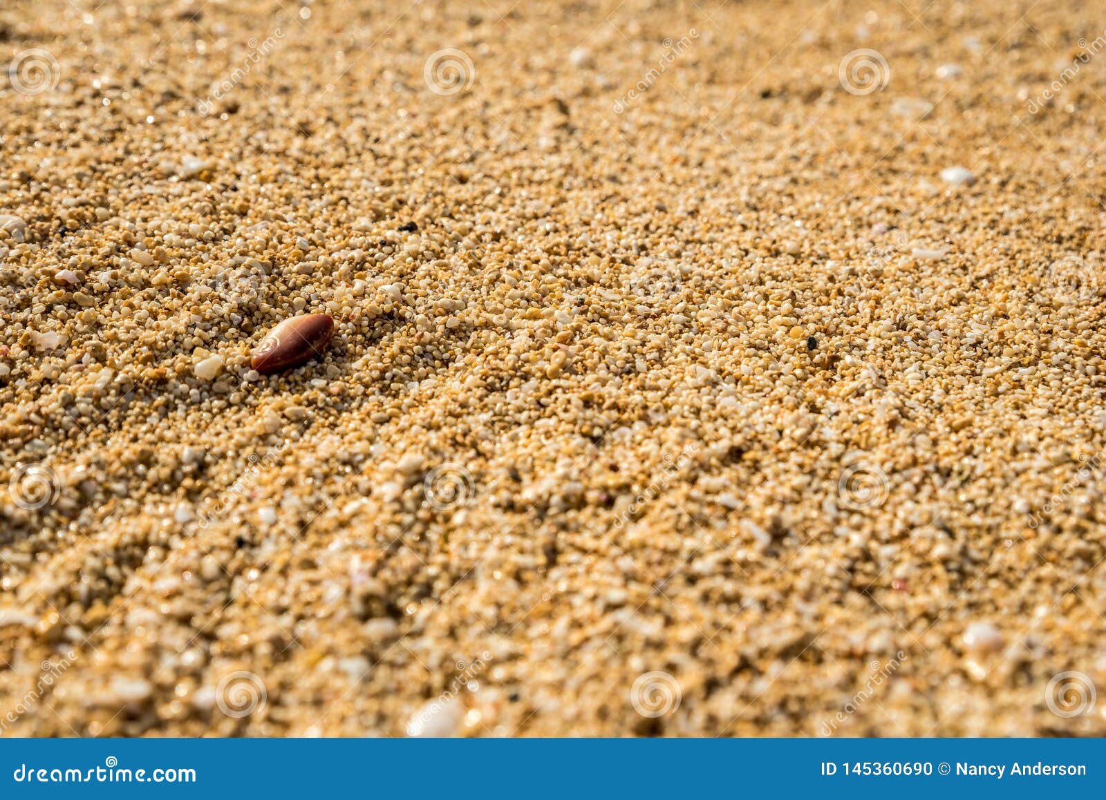 Small Shells on Sunset Beach on Oahu, Hawaii Stock Photo - Image of ...