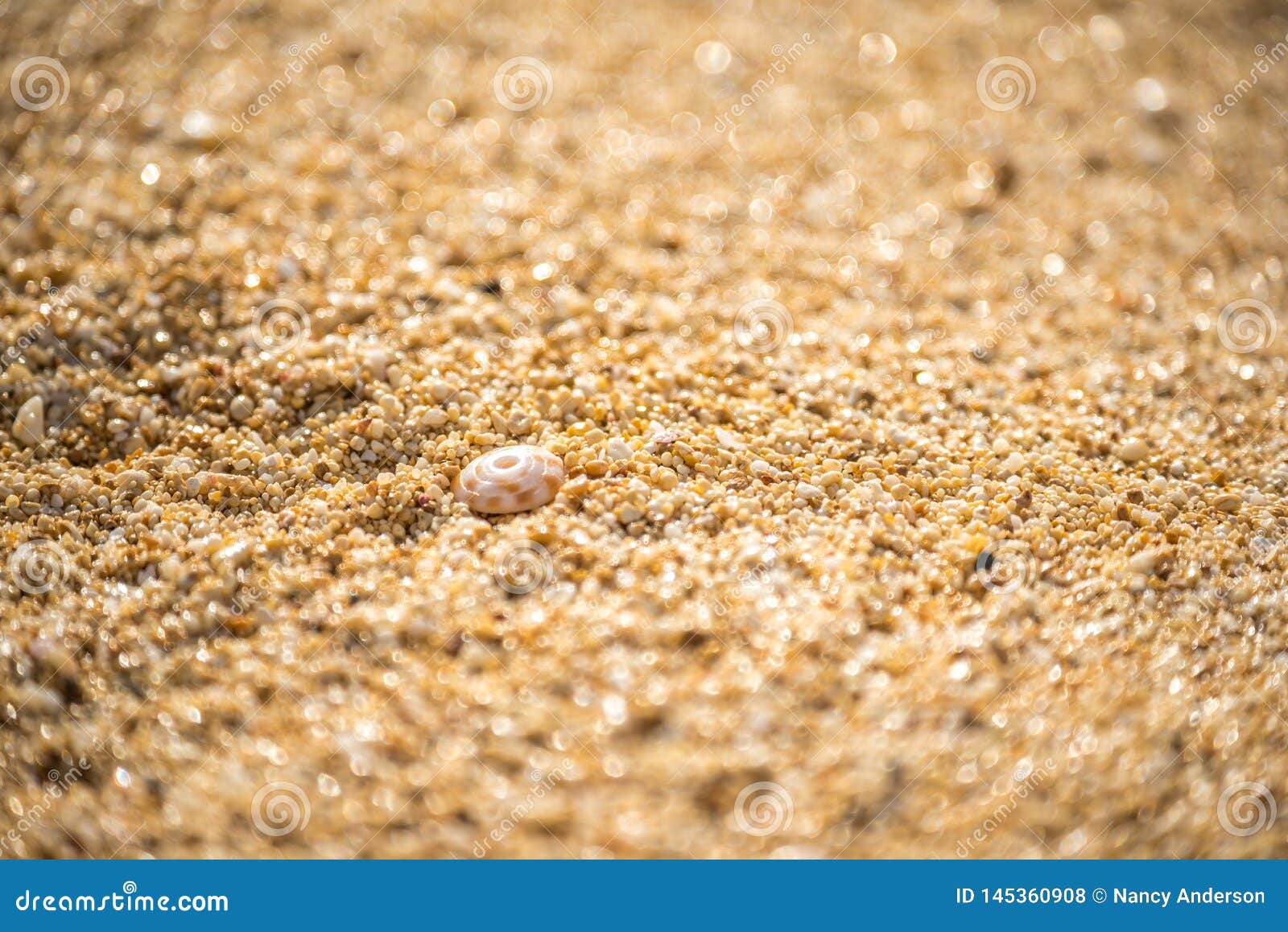 Small Shells on Sunset Beach on Oahu, Hawaii Stock Photo - Image of ...