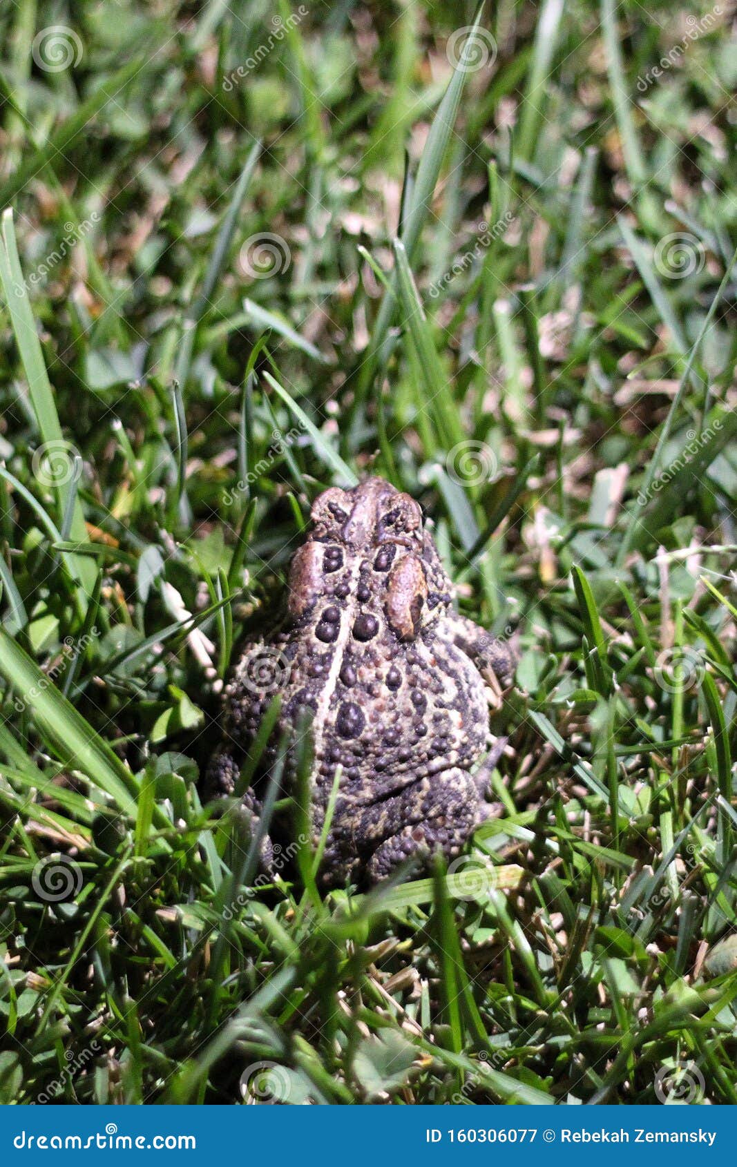 Toad small multicolor 3240 stock image. Image of grass - 160306077