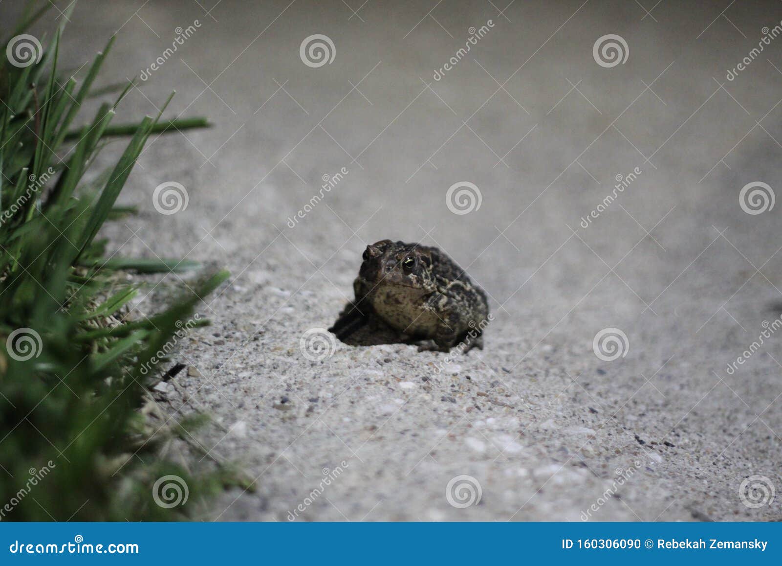 Toad small multicolor 3229 stock photo. Image of brown - 160306090