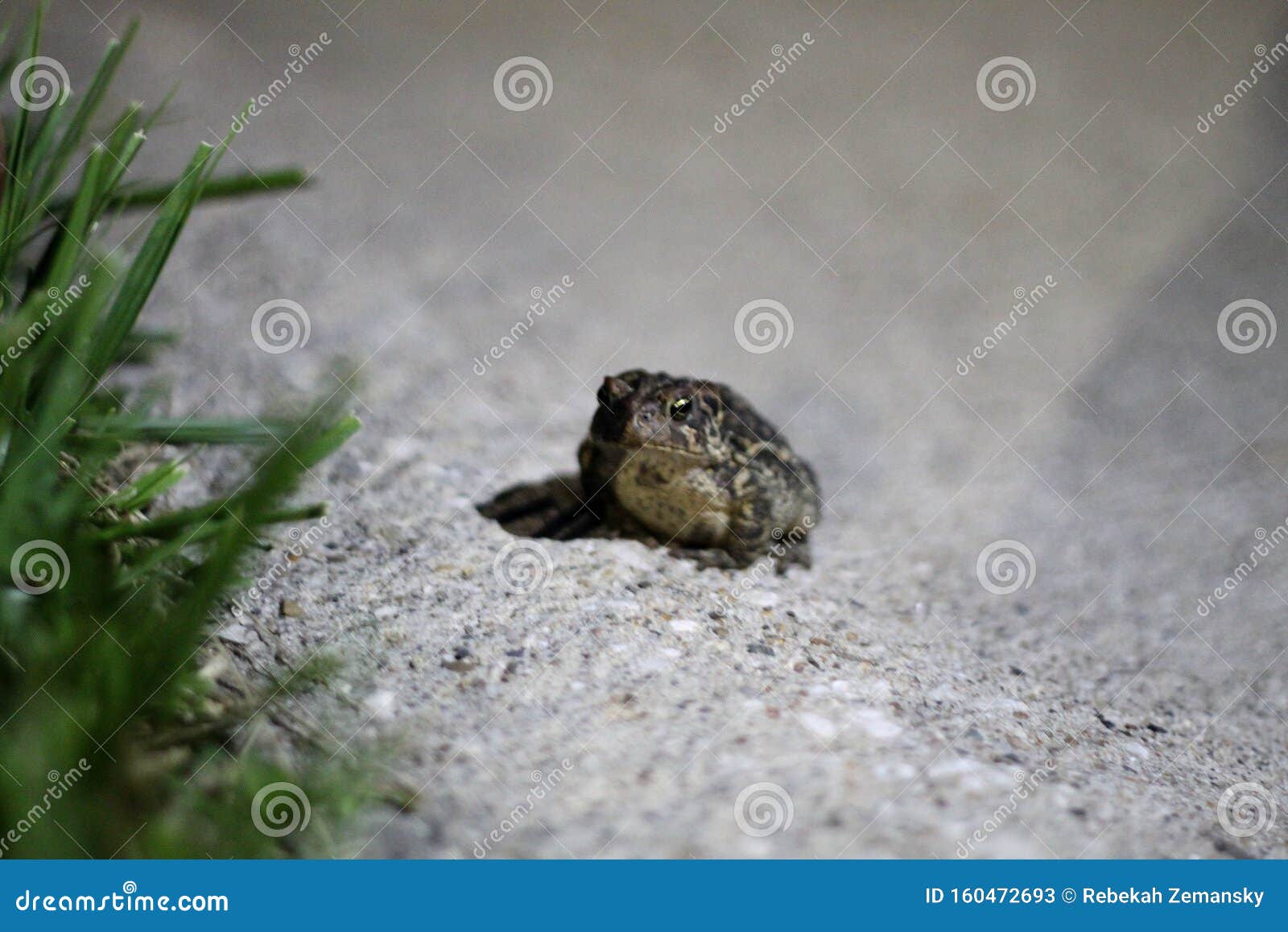 Toad small multicolor 3231 stock image. Image of gray - 160472693