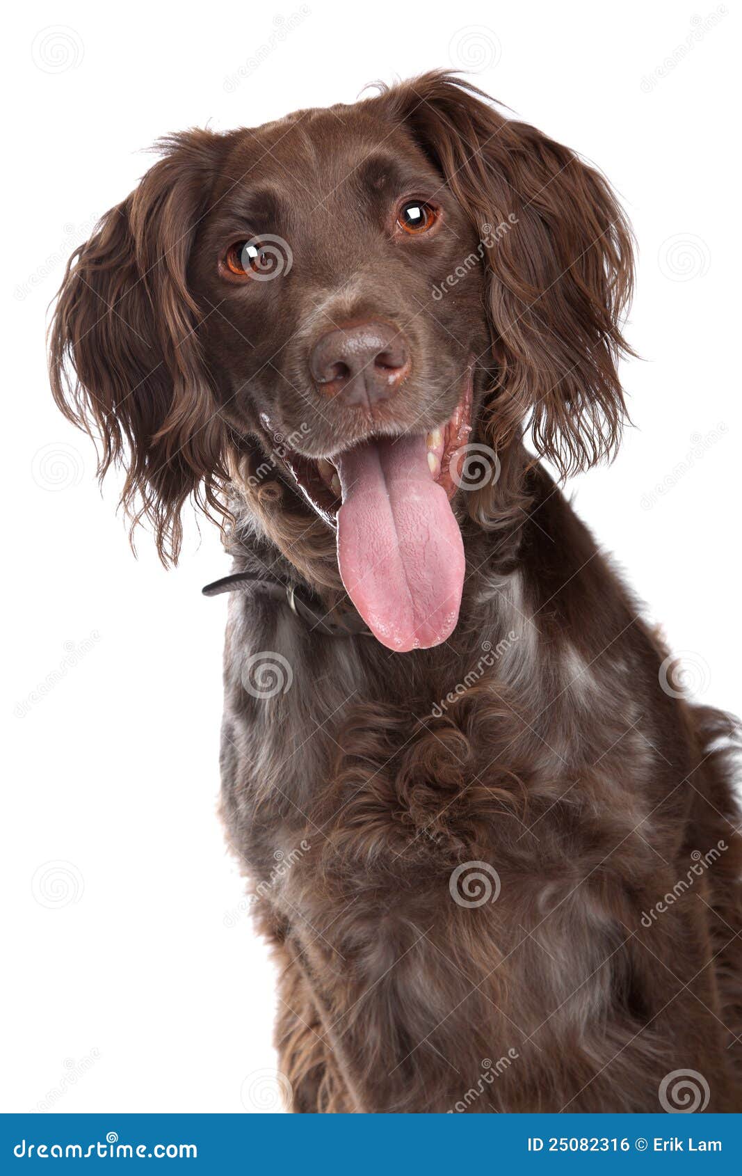 At What Age Is A Small Munsterlander Pointer Full Grown