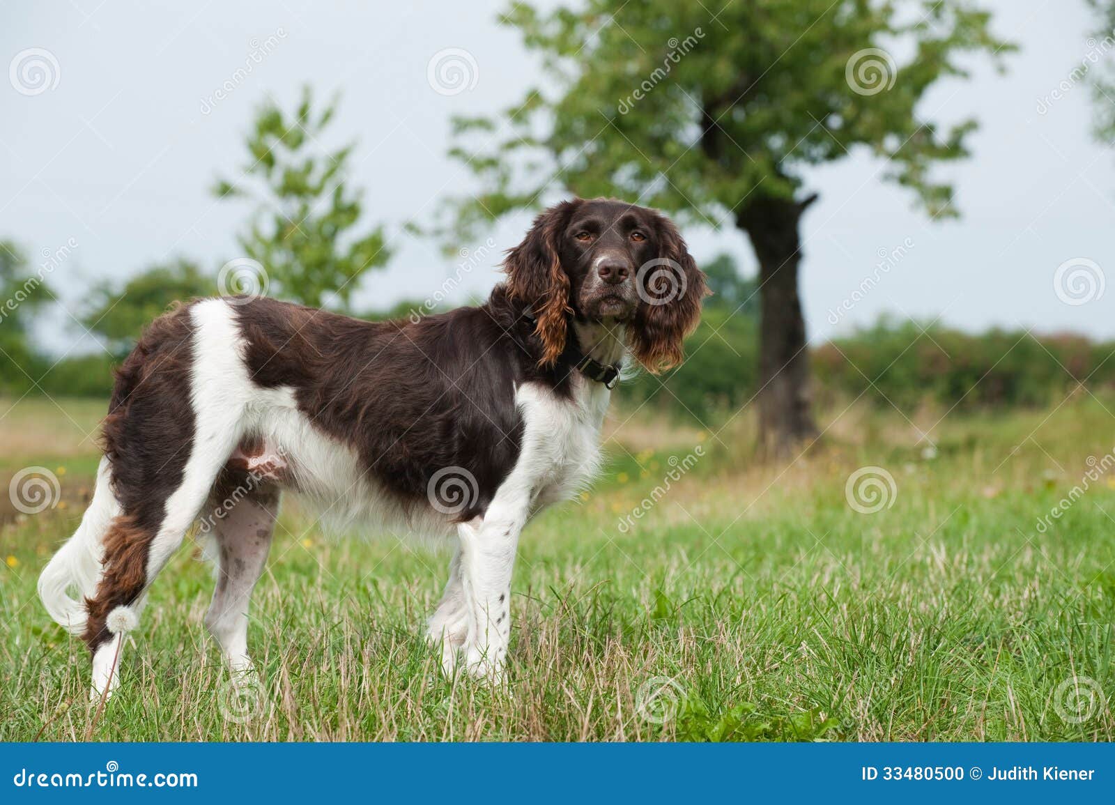 Small munsterlander dog stock photo. Image of grass, stand - 33480500