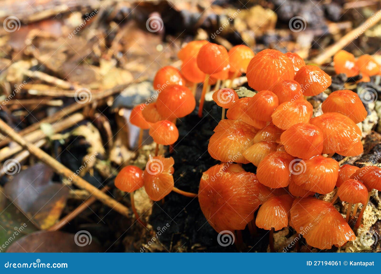 Small mushroom_ stock image. Image of beautiful, jungle - 27194061