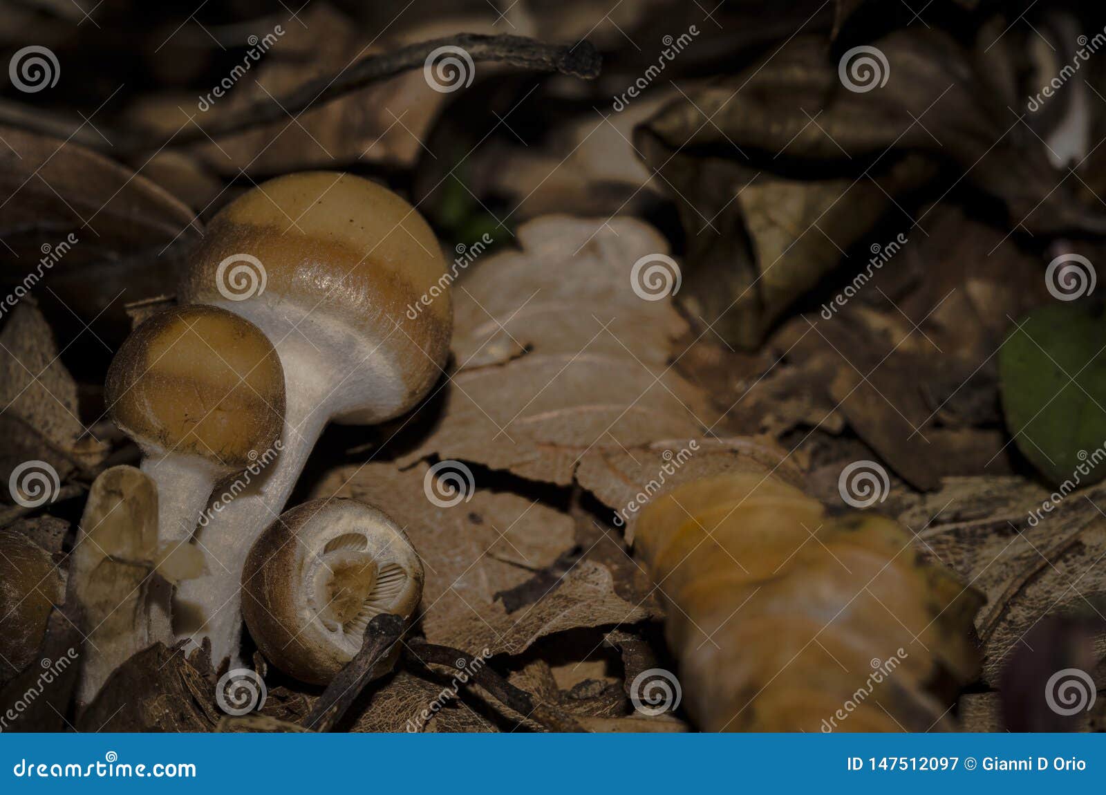 Small Mushroom Born in the Undergrowth in the Autumn Season Stock Image ...