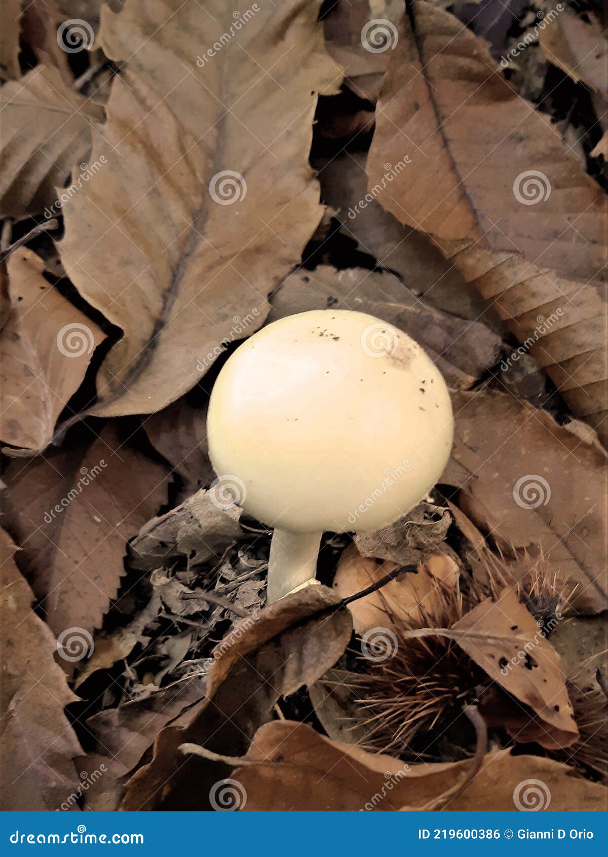 Small Mushroom Born in the Undergrowth in the Autumn Season Stock Photo ...