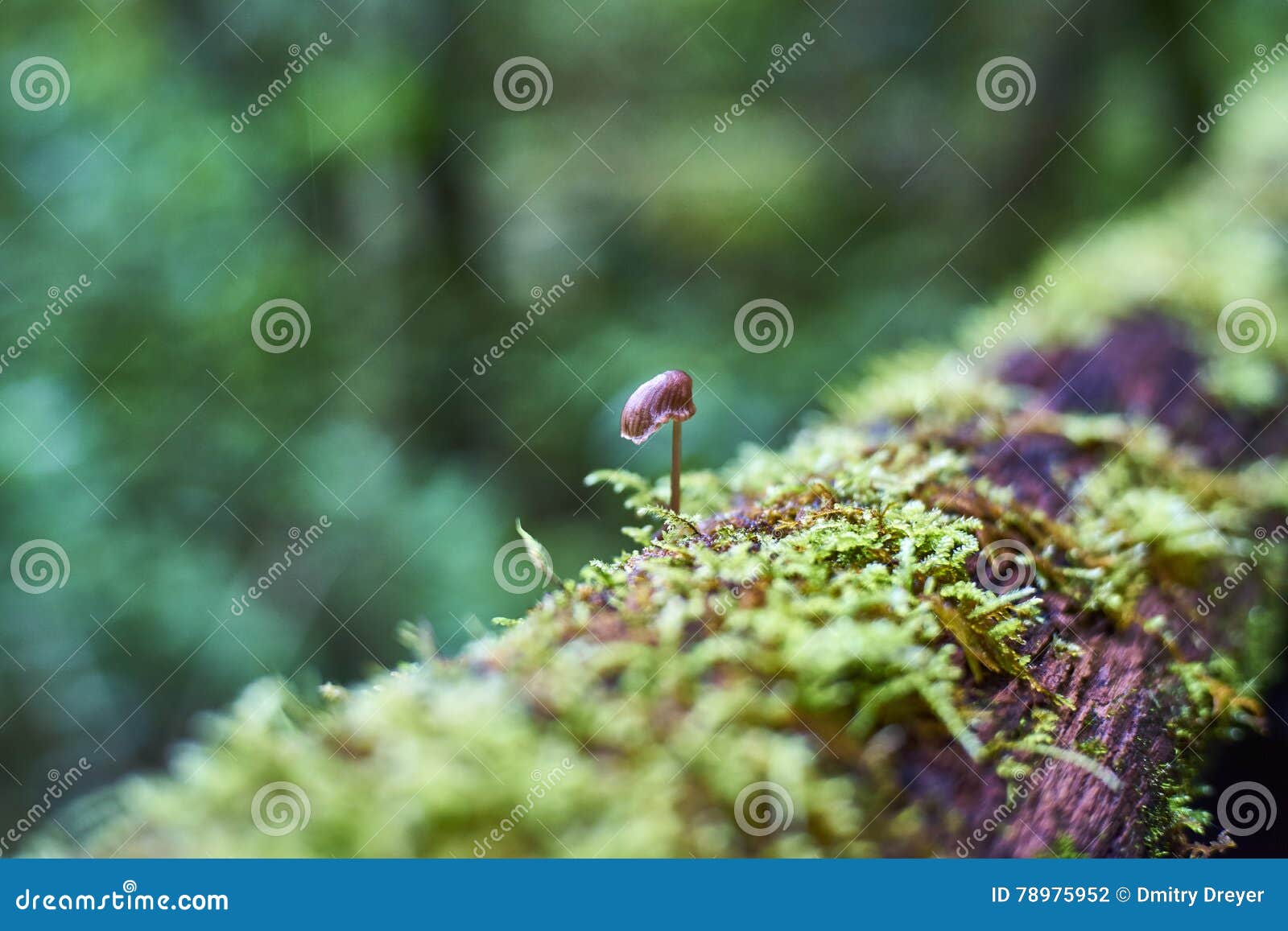 Small mushroom on a branch stock photo. Image of growing - 78975952