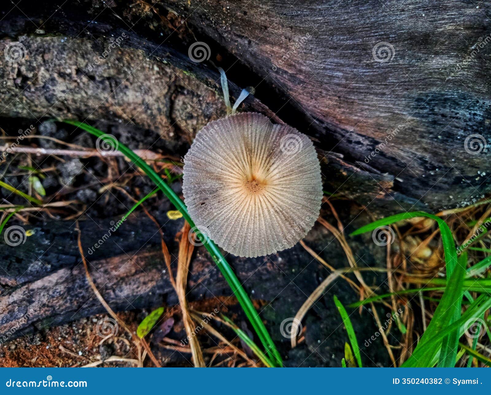 Small mushroom close up stock photo. Image of full, light - 350240382