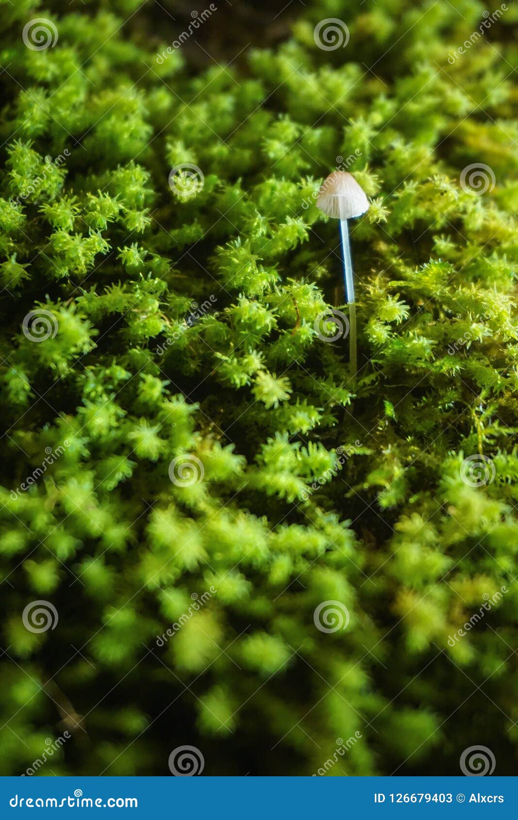 Small Mushroom Growing in Moss Stock Image - Image of scenery, body ...