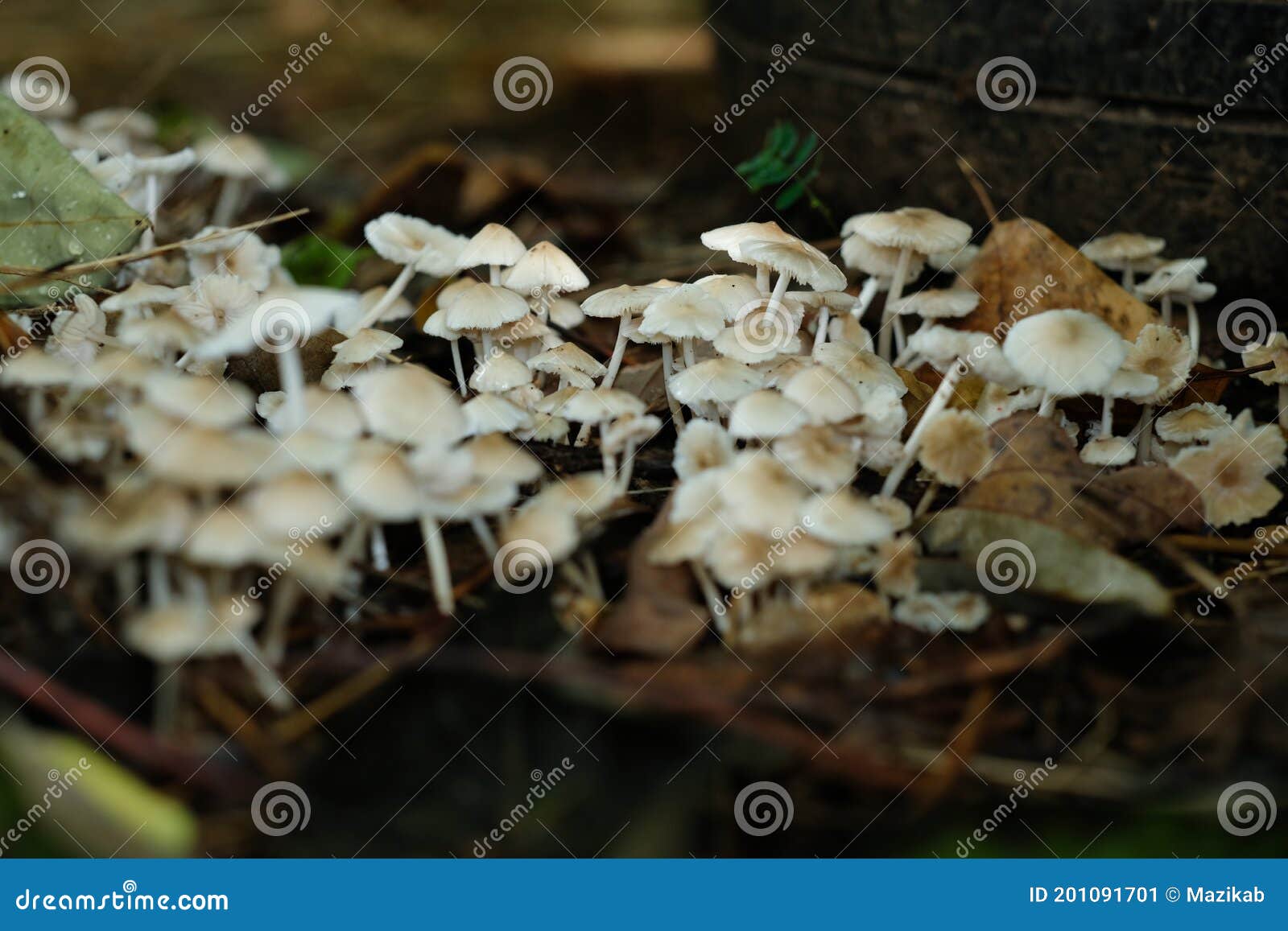Small mushroom stock image. Image of brown, edible, environment - 201091701