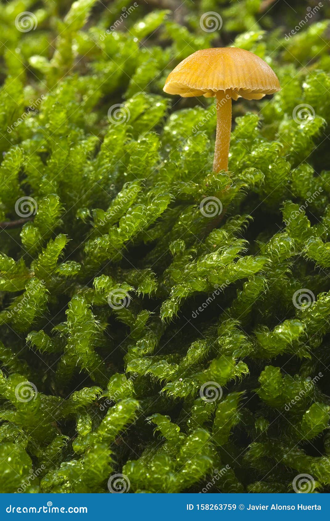 Small mushroom among stock image. Image of environment - 158263759