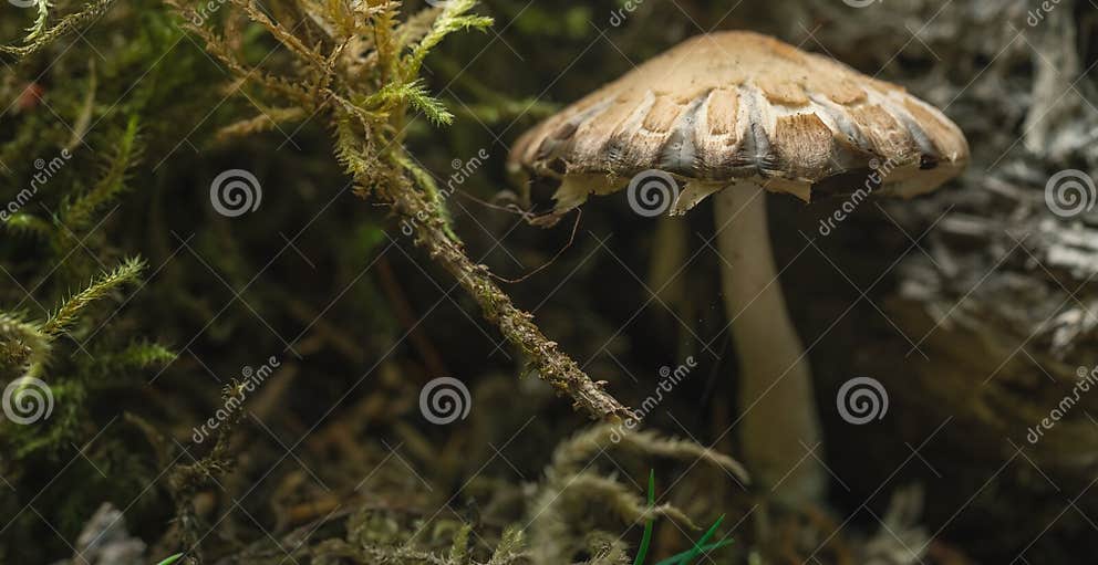 Small Mushroom and Moss Tangles Stock Photo - Image of sand, imprint ...