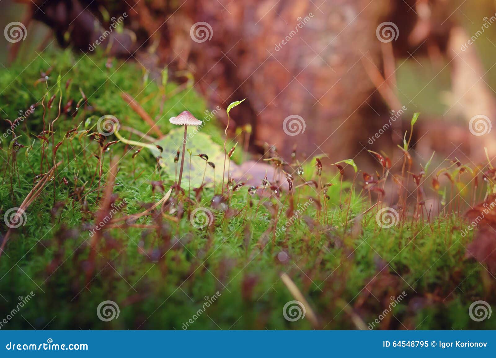 Small mushroom in moss stock image. Image of drops, mushroom - 64548795