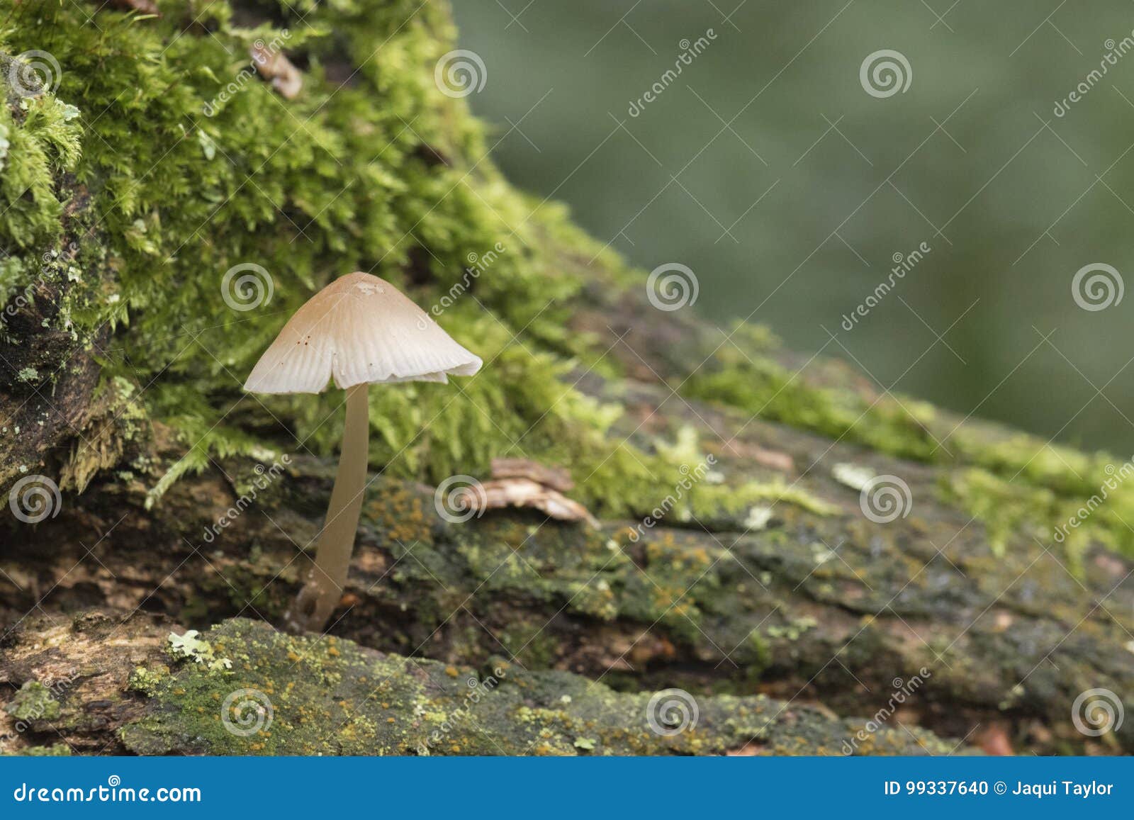 A small mushroom stock photo. Image of single, small - 99337640